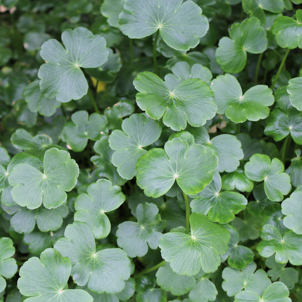 Pennywort Pond Plant Pennywort Plant For Sale Pennywort Pond Plant Pennywort Plant For Sale
