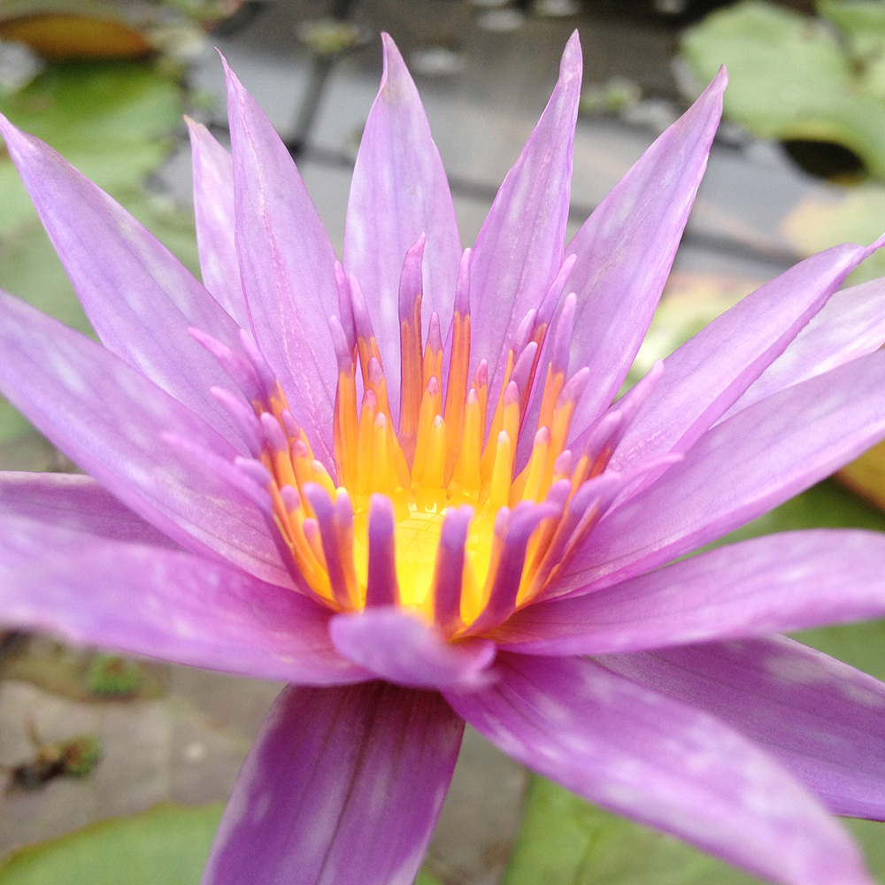 Tropical Water Garden Plants