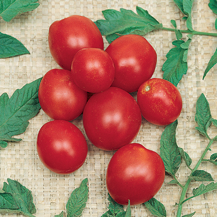 Alaskan Fancy Tomato, Seed Sale: Totally Tomatoes