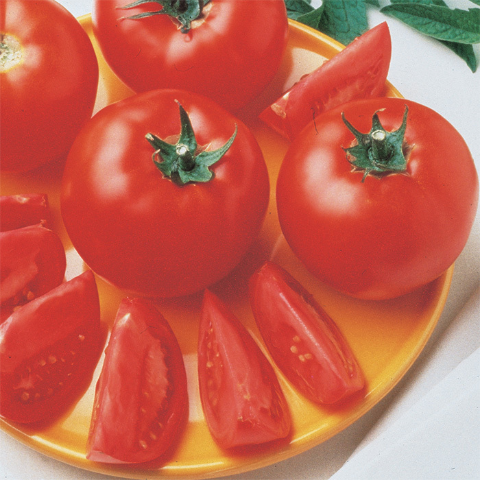 Bush Early Girl Hybrid Tomato, Medium-Large Tomato Seeds: Totally Tomatoes