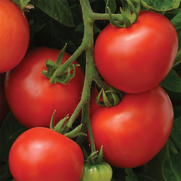 Homeslice Hybrid Tomato, Medium-Large Tomato Seeds: Totally Tomatoes