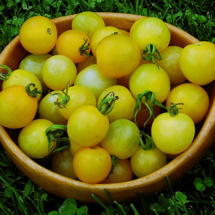 Lemon Drop Tomato, Cherry/Grape Tomato Seeds: Totally Tomatoes