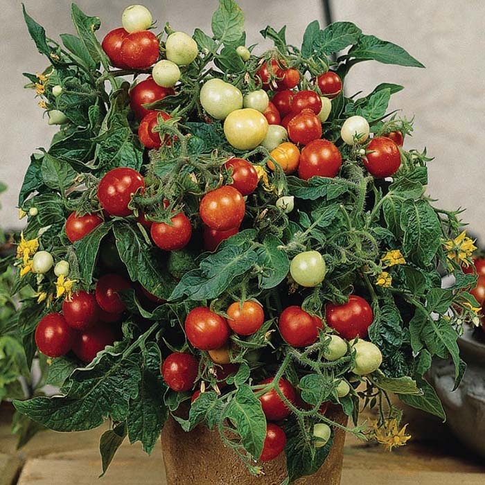 Micro Tom Tomato, Cherry/Grape Tomato Seeds: Totally Tomatoes
