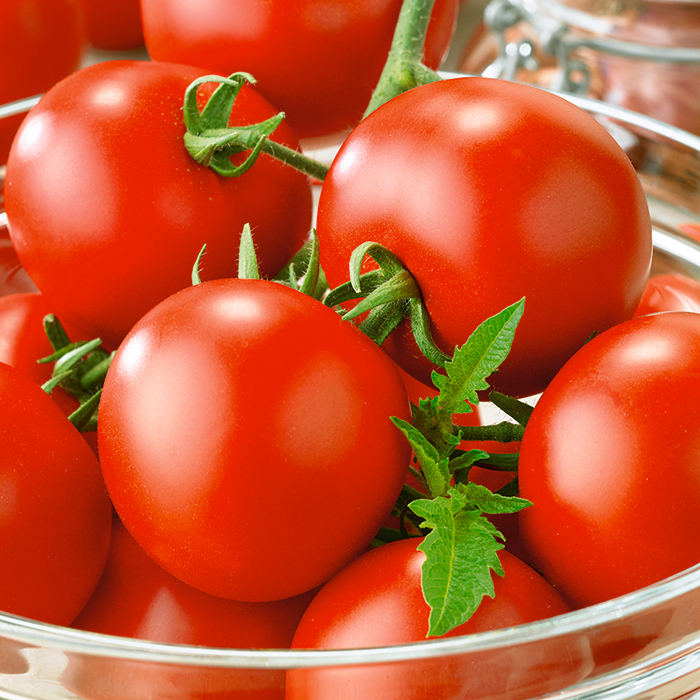 Oregon Spring Tomato, Medium-Small Tomato Seeds: Totally Tomatoes