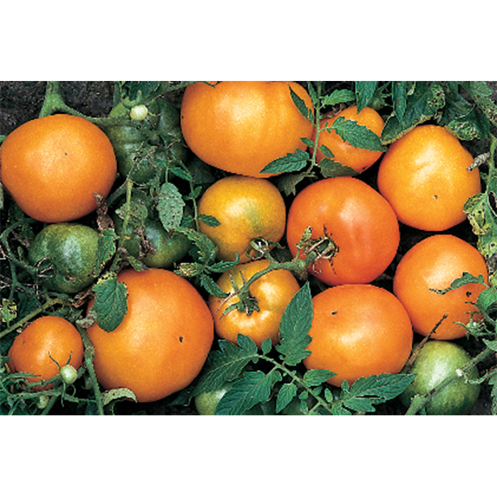 Persimmon Orange Tomato, Heirloom Tomato Seeds: Totally Tomatoes