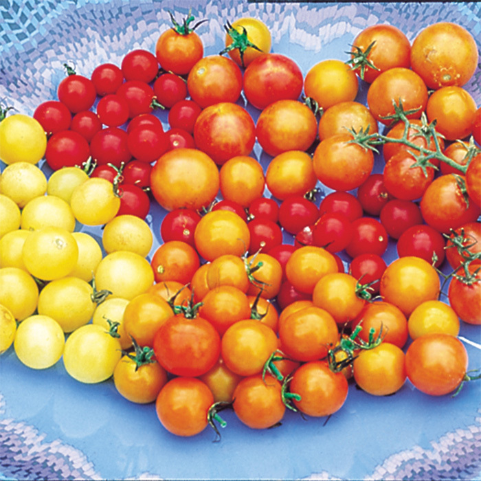 Rainbow Cherry Tomato Mix, Cherry/Grape Tomato Seeds: Totally Tomatoes