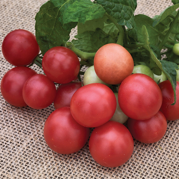 Little Birdy Series Rosy Finch Tomato, Cherry/Grape Tomato Seeds: Totally Tomatoes