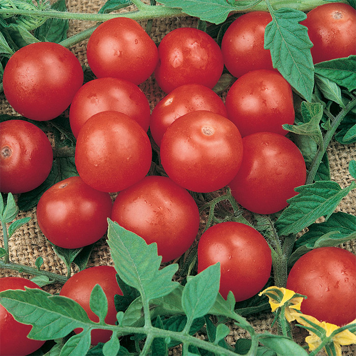 Tiny Tim Tomato, Cherry/Grape Tomato Seeds: Totally Tomatoes