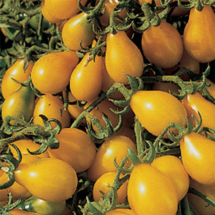 Yellow Pear Tomato, Heirloom Tomato Seeds: Totally Tomatoes