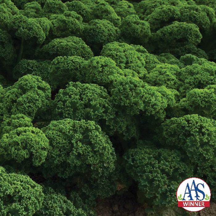 Prizm Hybrid (Baby Leaf) Kale, Lettuce Seeds: Totally Tomatoes