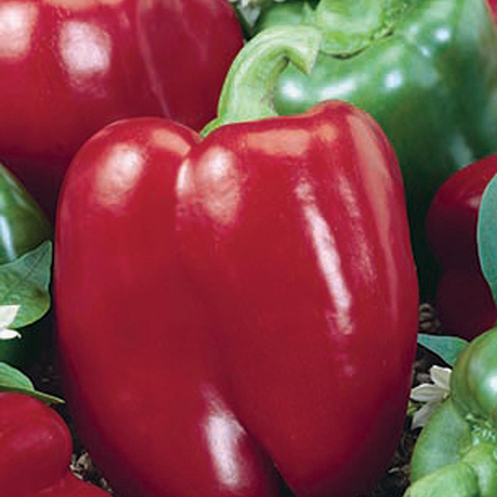 Big Red Pepper, Sweet Bell Pepper Seeds: Totally Tomatoes