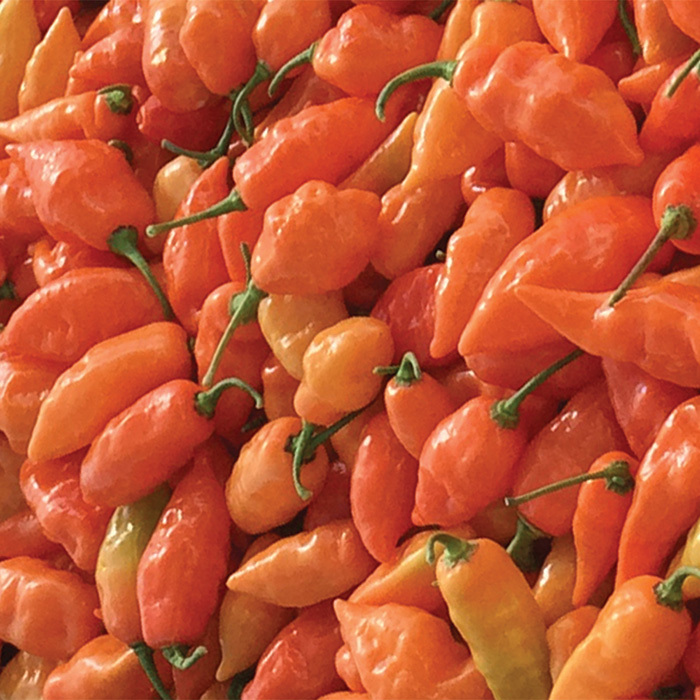 Habanada Habanero Pepper, Hot Pepper Seeds: Totally Tomatoes