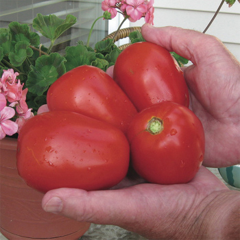 Goliath Tomato Seeds: Totally Tomatoes