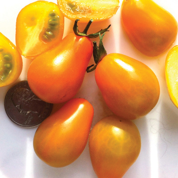 Open Pollinated Cherry Tomato Seeds: Totally Tomatoes
