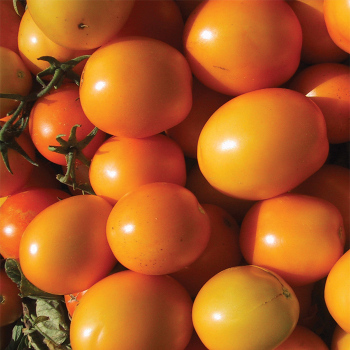 Medium-Small Tomato Seeds: Totally Tomatoes