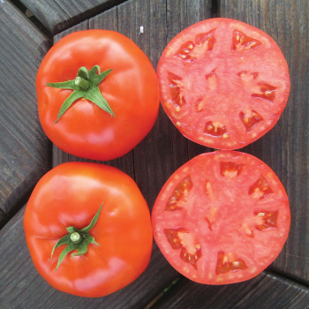 Mountain Hybrid Series: Totally Tomatoes