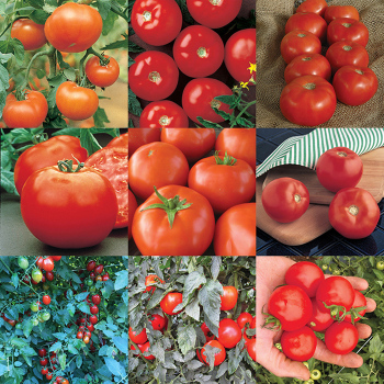 Large Tomato Seeds: Totally Tomatoes