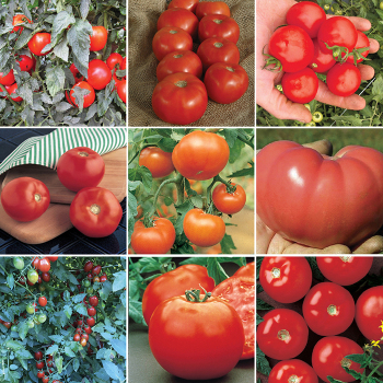 Goliath Pepper Seeds: Totally Tomatoes
