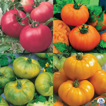 Chef's Choice: Totally Tomatoes