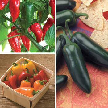 Sweet Non-Bell Pepper Plants: Totally Tomatoes