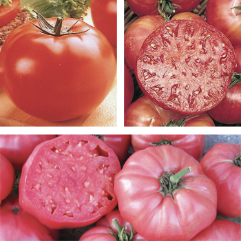 Tomato Plant Collections: Totally Tomatoes