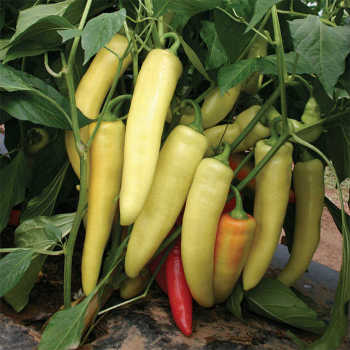 Sweet Non-Bell Pepper Seeds: Totally Tomatoes