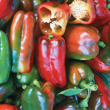 Sweet Bell Pepper Seeds: Totally Tomatoes