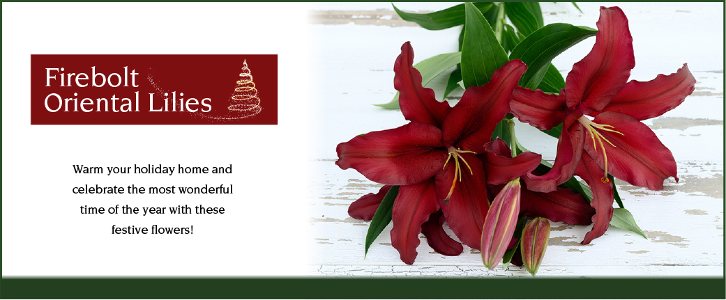 Fresh Cut Flowers & Spring Flowering Bulbs: Tulips.com