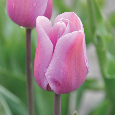 Alibi Tulips:Triumph Tulip Bulbs: Tulips.com