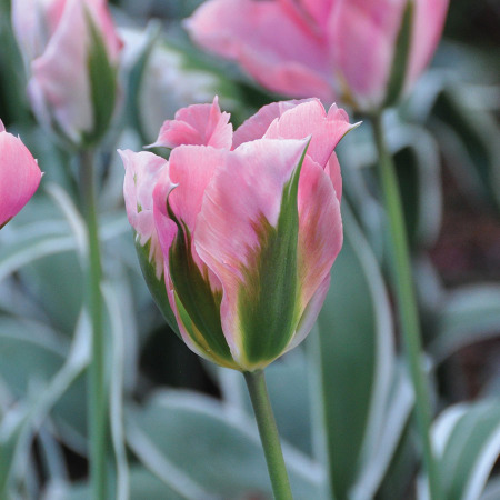 China Town Tulip:Single Late Tulip Bulbs:Tulips.com