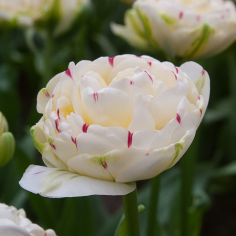 Danceline: Double Tulip Bulbs: Tulips.com