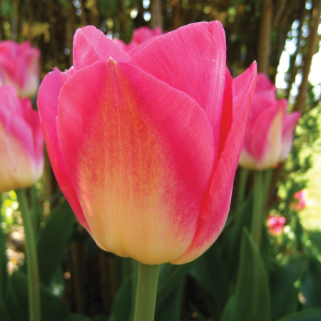 Dynasty Tulip:Triumph Tulip Bulbs: Tulips.com