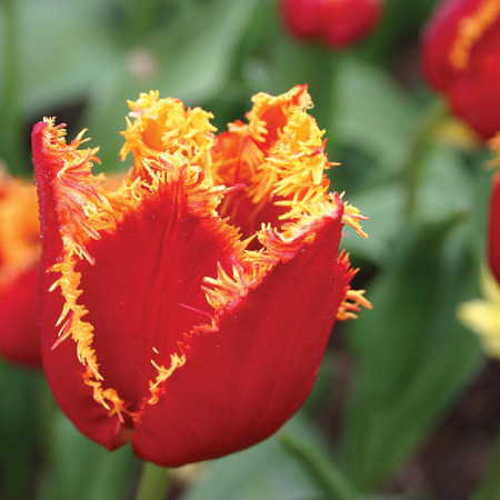 Fabio Tulip:Fringed Tulip Bulbs: Tulips.com