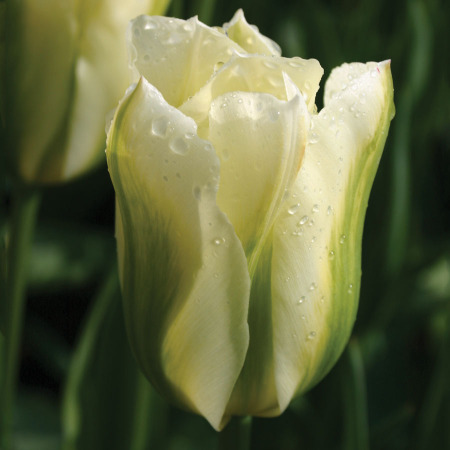 Spring Green Tulip:Late Tulip Bulbs:Tulips.com