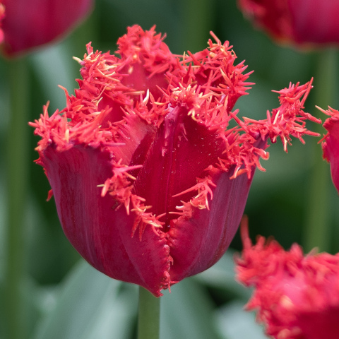 Valery Gergiev Tulip:Fringed Tulip Bulbs: Tulips.com