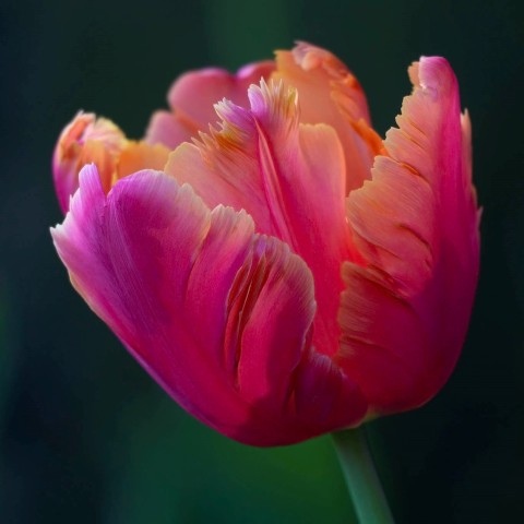 Amazing Parrot Tulip:Parrot Tulip Bulbs: Tulips.com