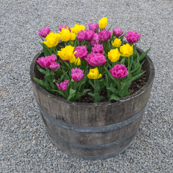 Spring Flower Bulb Collections from Tulips.com