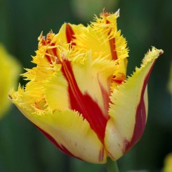 Fringed Tulip Bulbs: Tulips.com