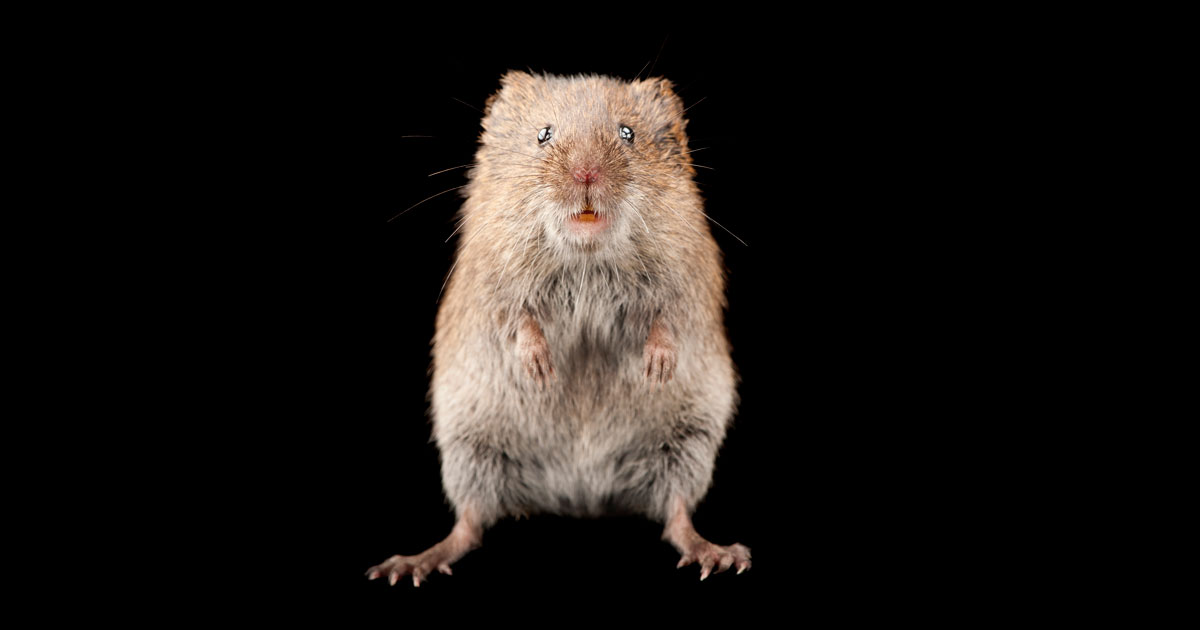 What Can Voles Tell Us About Ourselves?—VIRGINIA Magazine