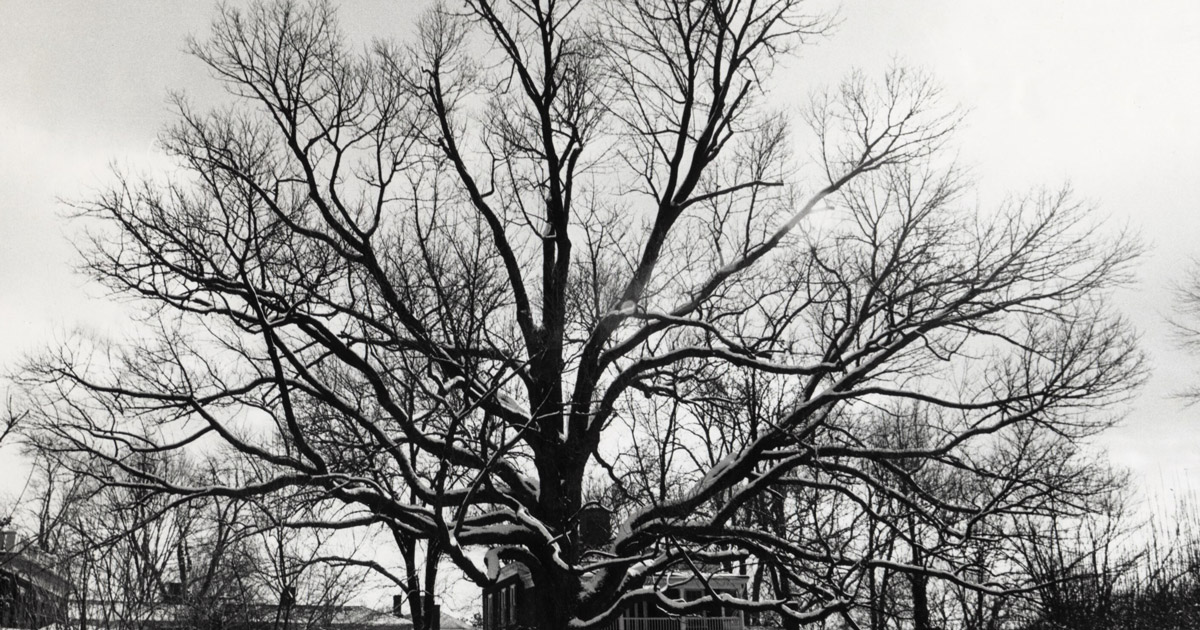 Gratitude for a Grand Old Tree—VIRGINIA Magazine