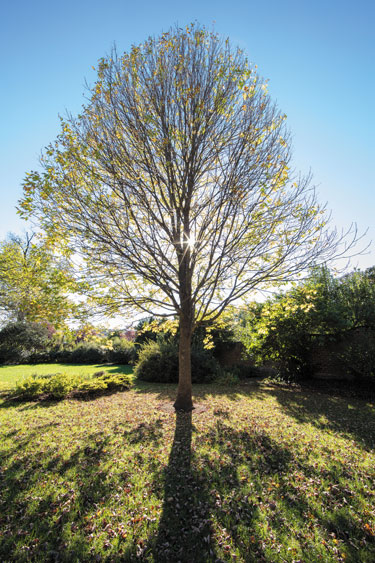 Living Legends: The Trees of Grounds—VIRGINIA Magazine