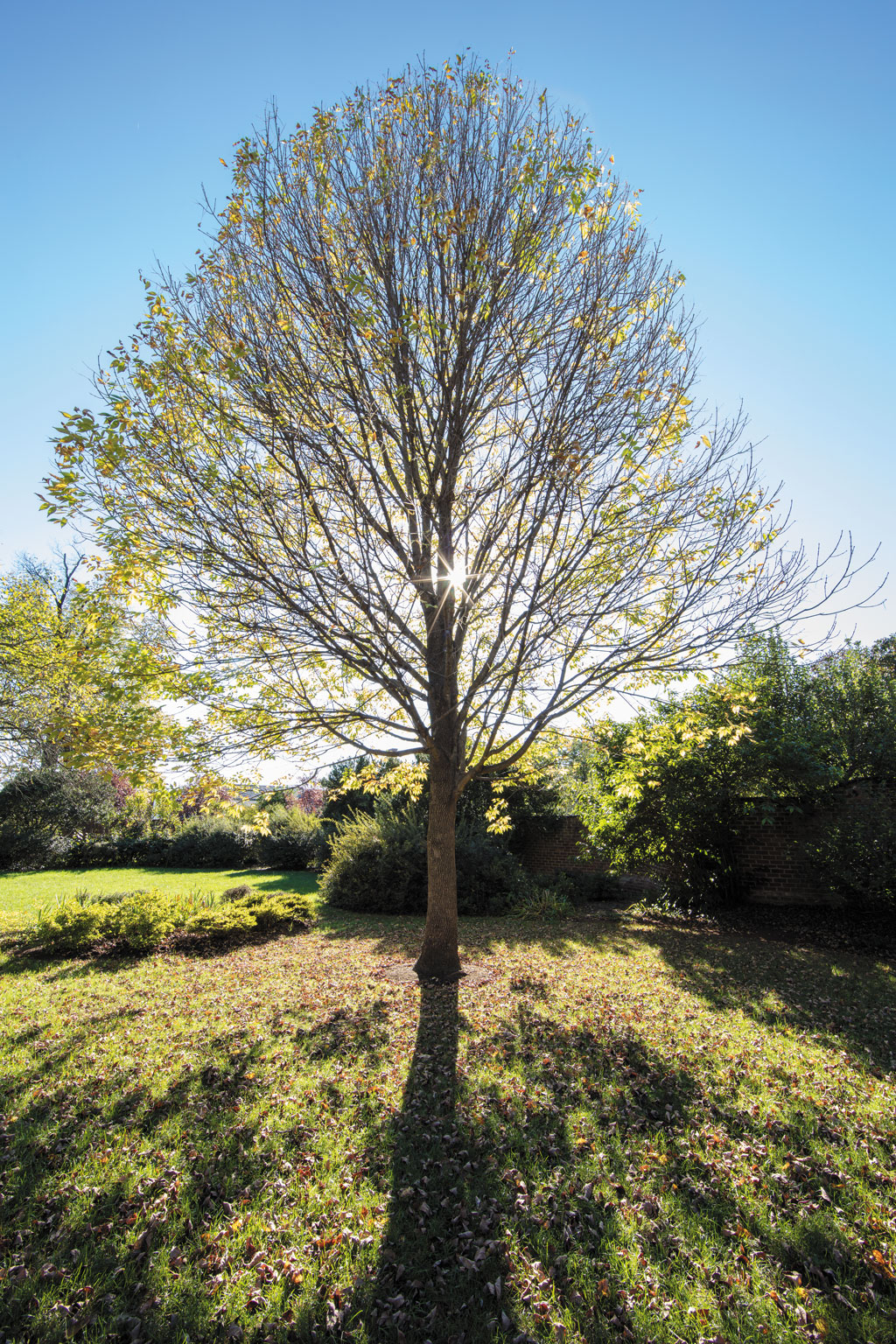 Living Legends: The Trees of Grounds—VIRGINIA Magazine