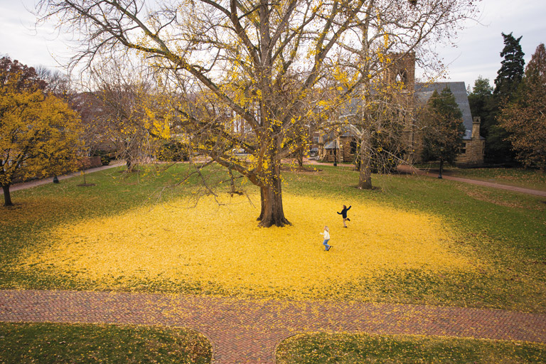 Living Legends: The Trees of Grounds—VIRGINIA Magazine
