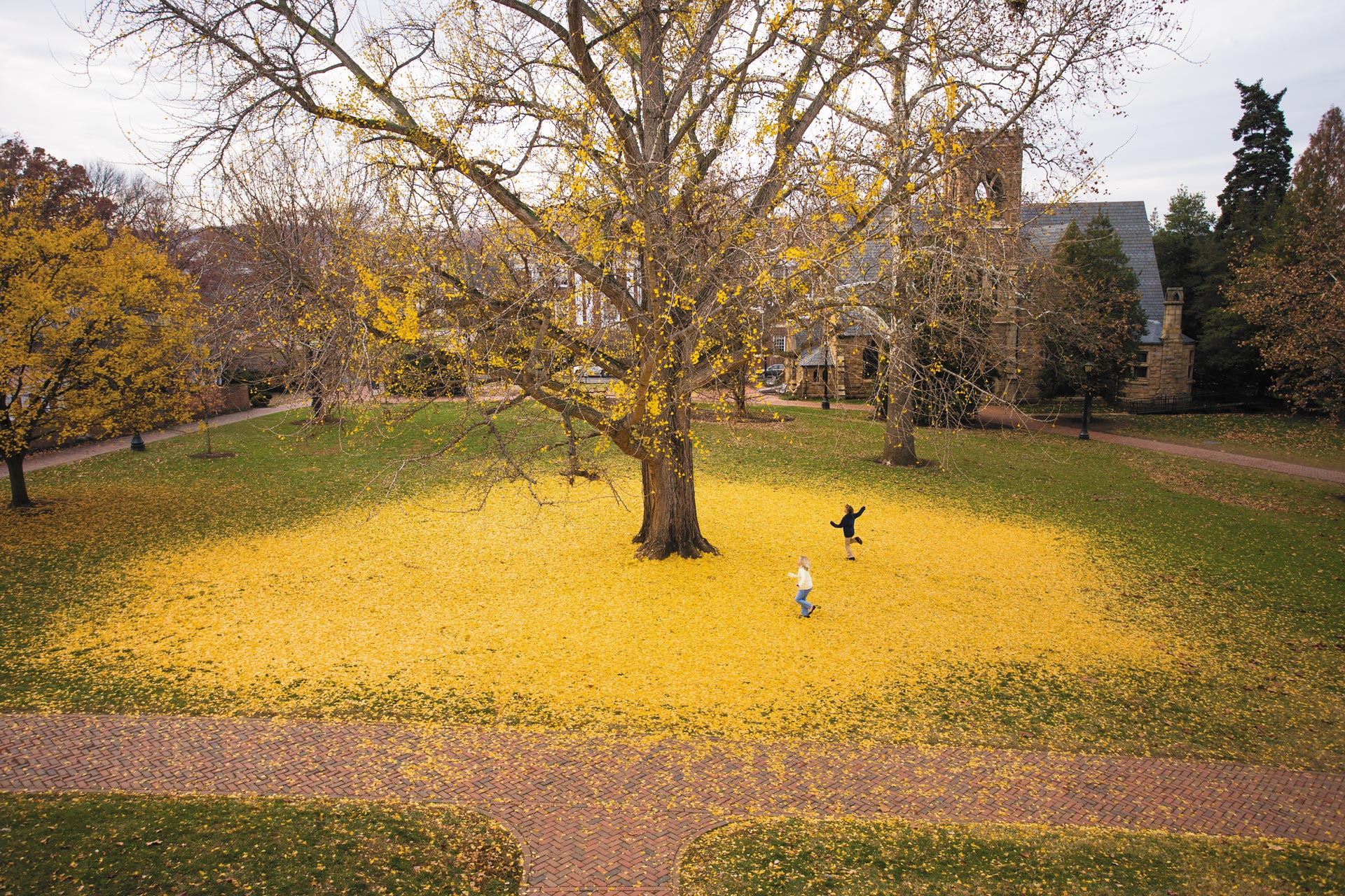 Living Legends: The Trees of Grounds—VIRGINIA Magazine