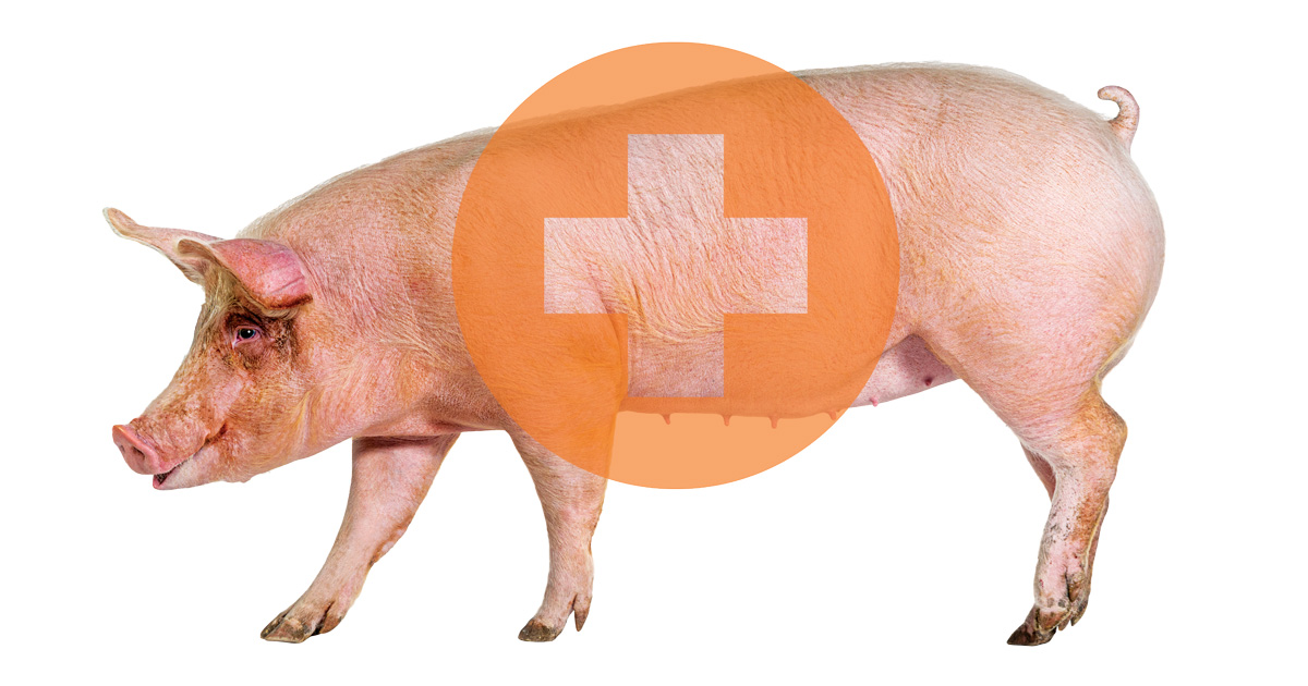 Swine pollution adds to health disparities—VIRGINIA Magazine