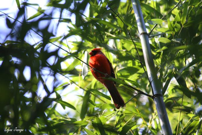 Cardinal in the moment—VIRGINIA Magazine