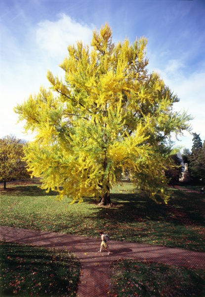 The Pratt Ginkgo—VIRGINIA Magazine