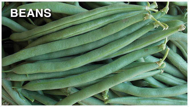 Garden Seed | Vegetable Garden Seed | Garden Seed Catalog | Garden Seed ...