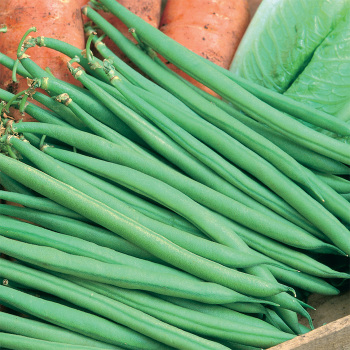 Seed Sale: Vermont Bean Seed Company