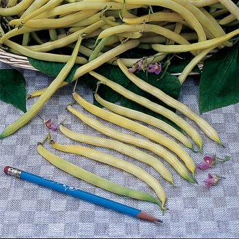 Pencil Pod Bush Bean, Yellow Bush: Vermont Bean Seed Company